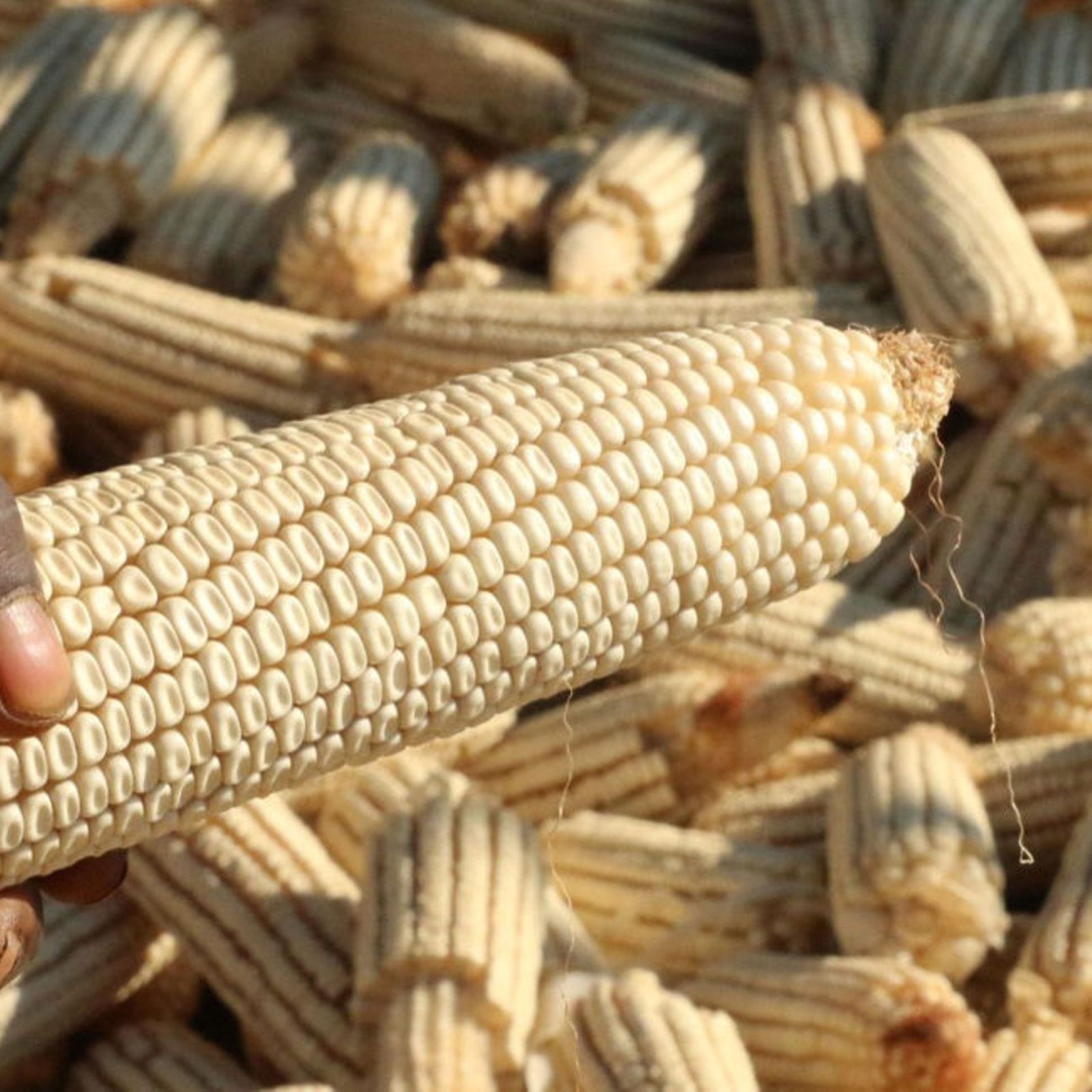 Zimbabwe Bans Maize Imports Again After Big Harvest